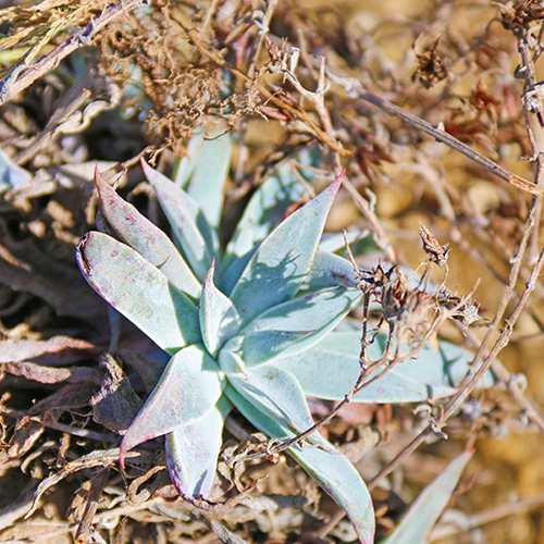 This is UC Santa Cruz – UC Santa Cruz Magazine